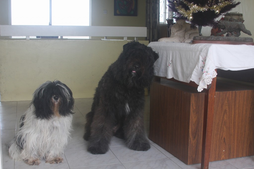 About - Dogs In Barbados