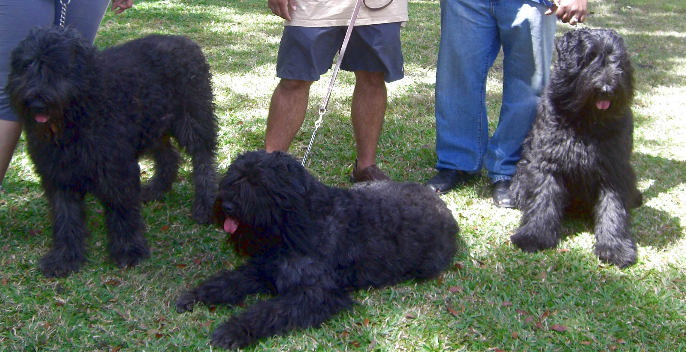 mar093bouvs - Dogs In Barbados