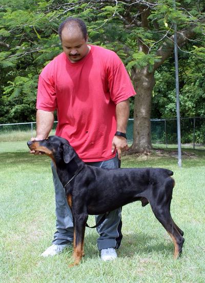 dobewithPatrick - Dogs In Barbados