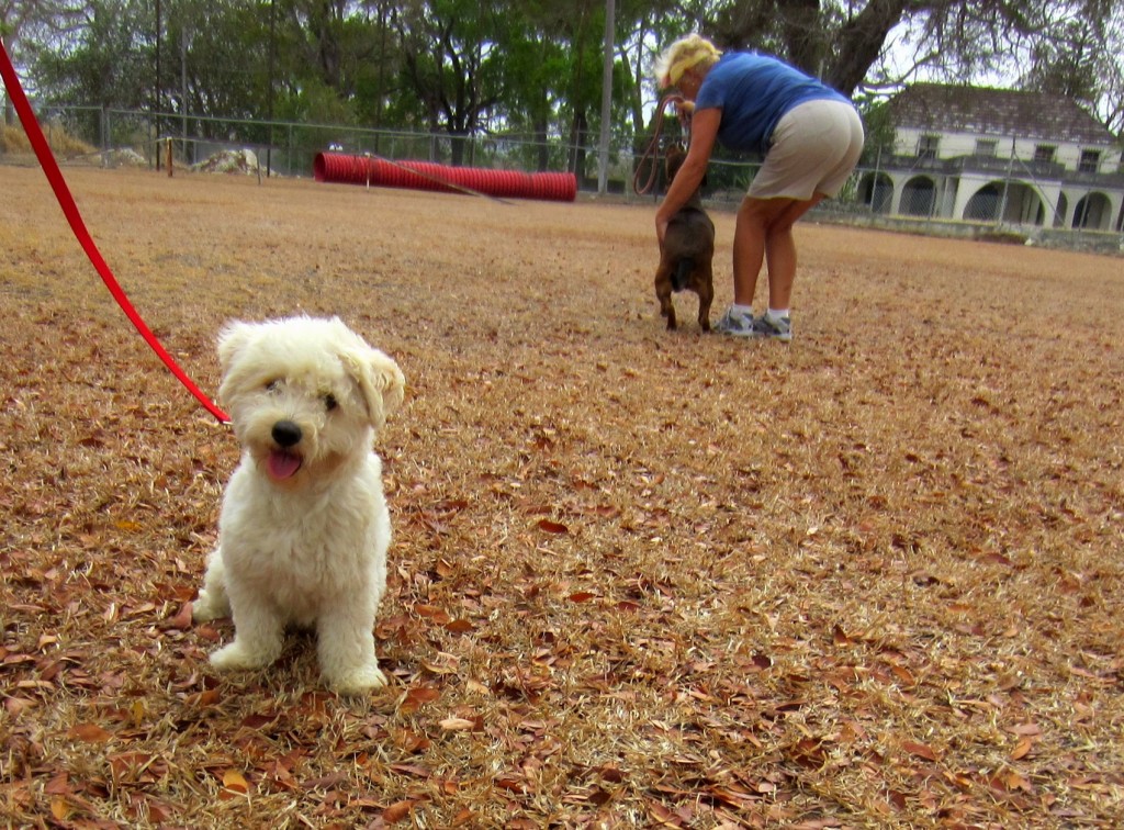 Cutie dog at Barbados Dog Training Club's current obedience class ...